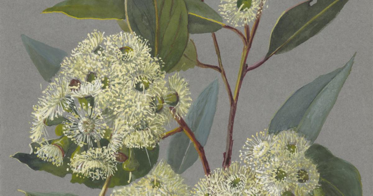 Captured Flowers | State Library of South Australia