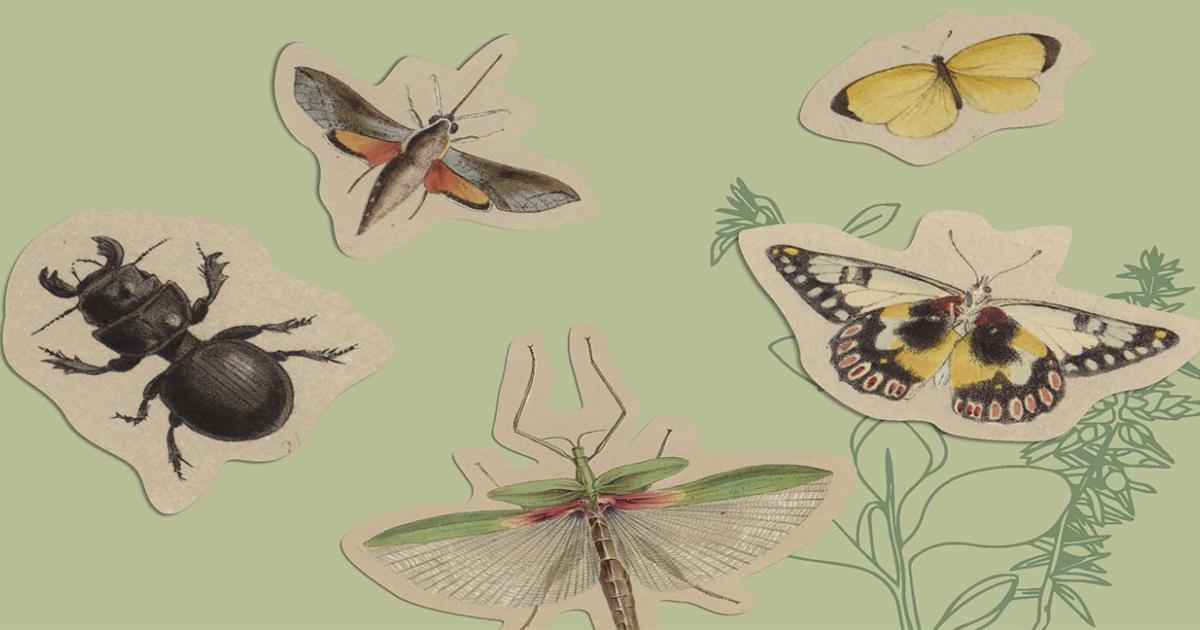 Build a bug | State Library of South Australia